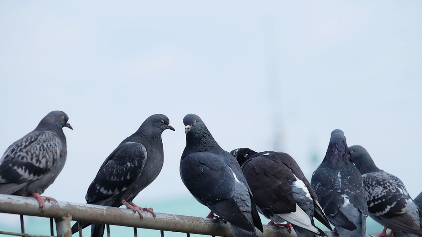 Hamarosan húsgalambokat tenyészt Gyomaendrőd