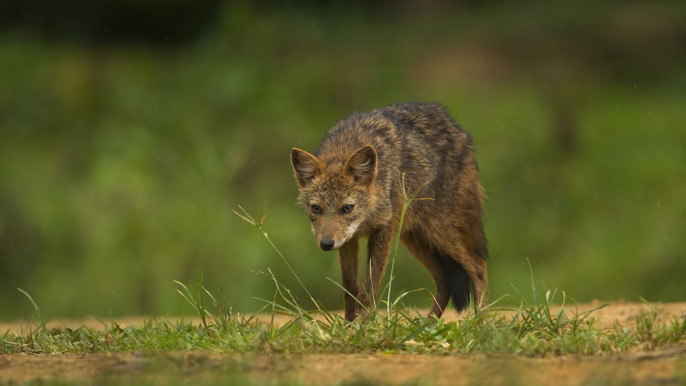 Egyre több a sakál Békésben is