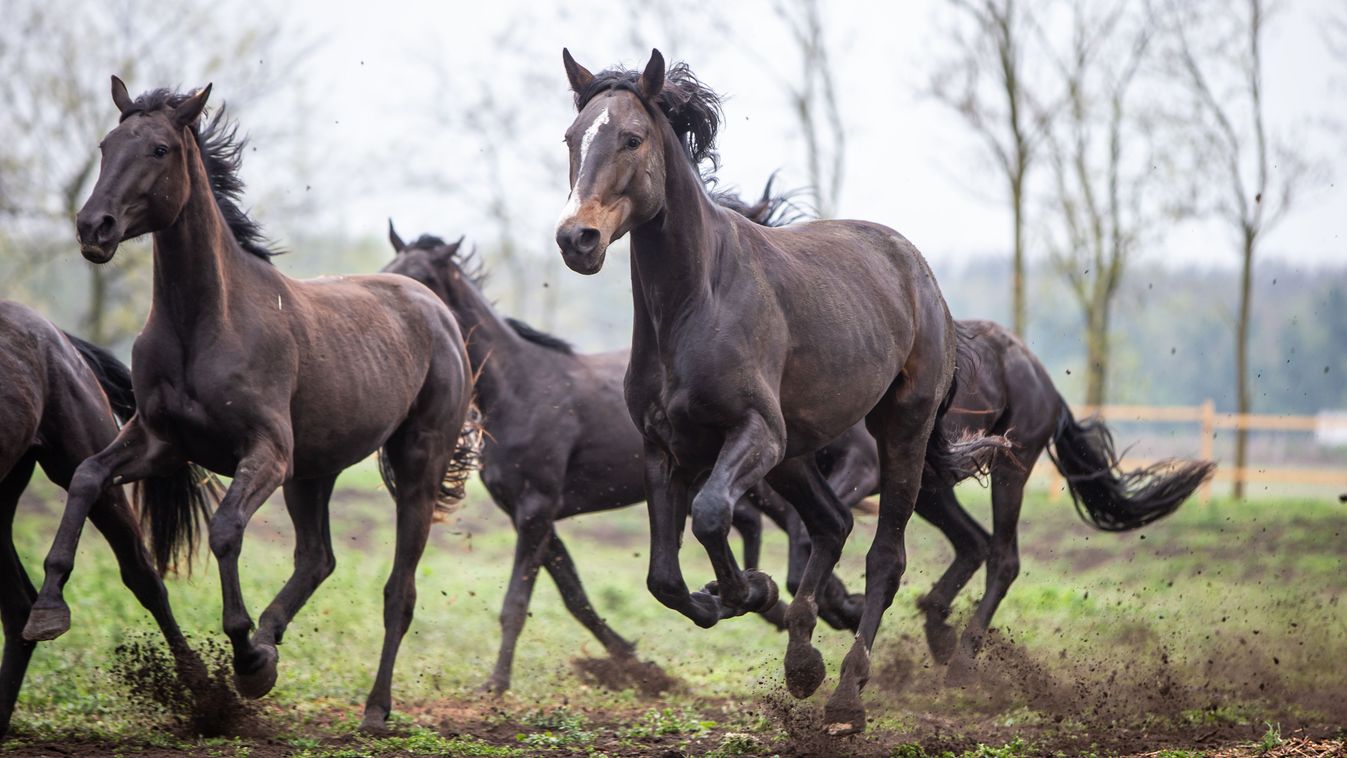 BEOL - Kihajtották a ménest Mezőhegyesen