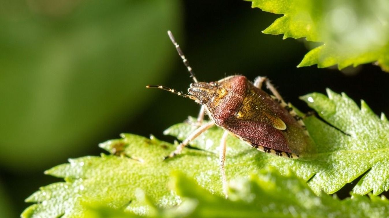 Ezzel a trükkel védhetjük meg otthonunkat a betolakodó poloskáktól