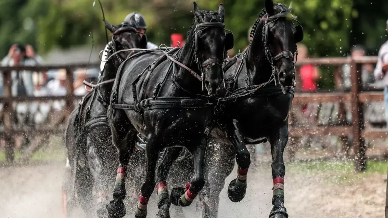 Lovas világfesztiválon a mezőhegyesi nóniusz négyesfogat, szurkoljunk neki!