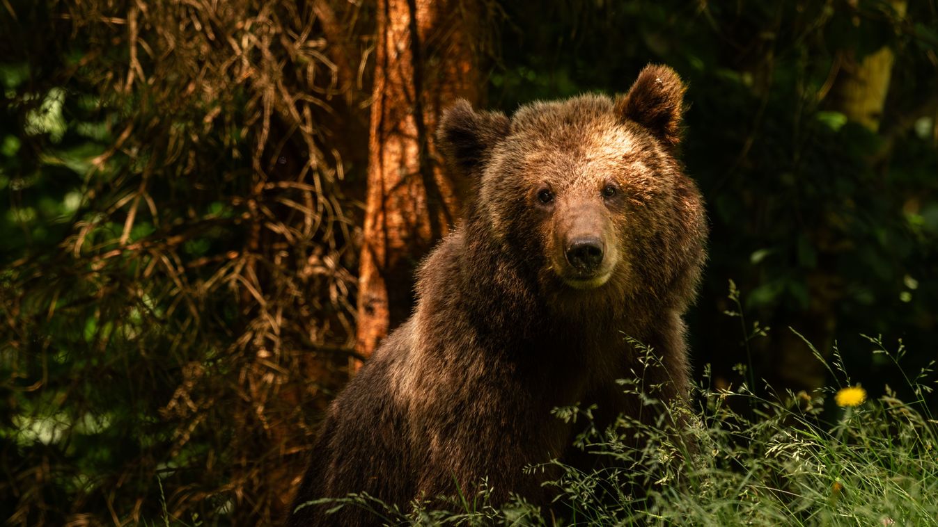 BEOL - Megint medvék kóboroltak hazánkban