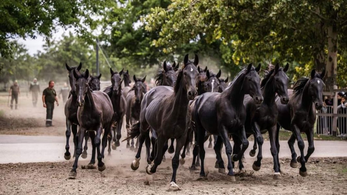 A ménest behajtották a legelőről Mezőhegyesen