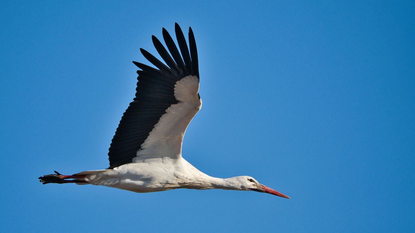 Fehér gólya érkezett Dévaványára
