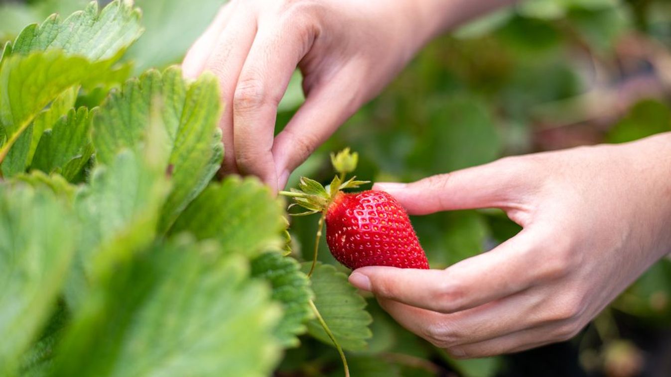 Eper eper hátán, most magunk szedhetjük