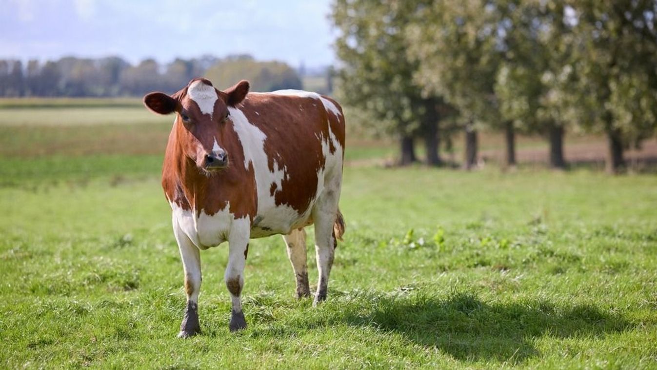 Eltűnt egy tehén – megrázták a várost a történtek