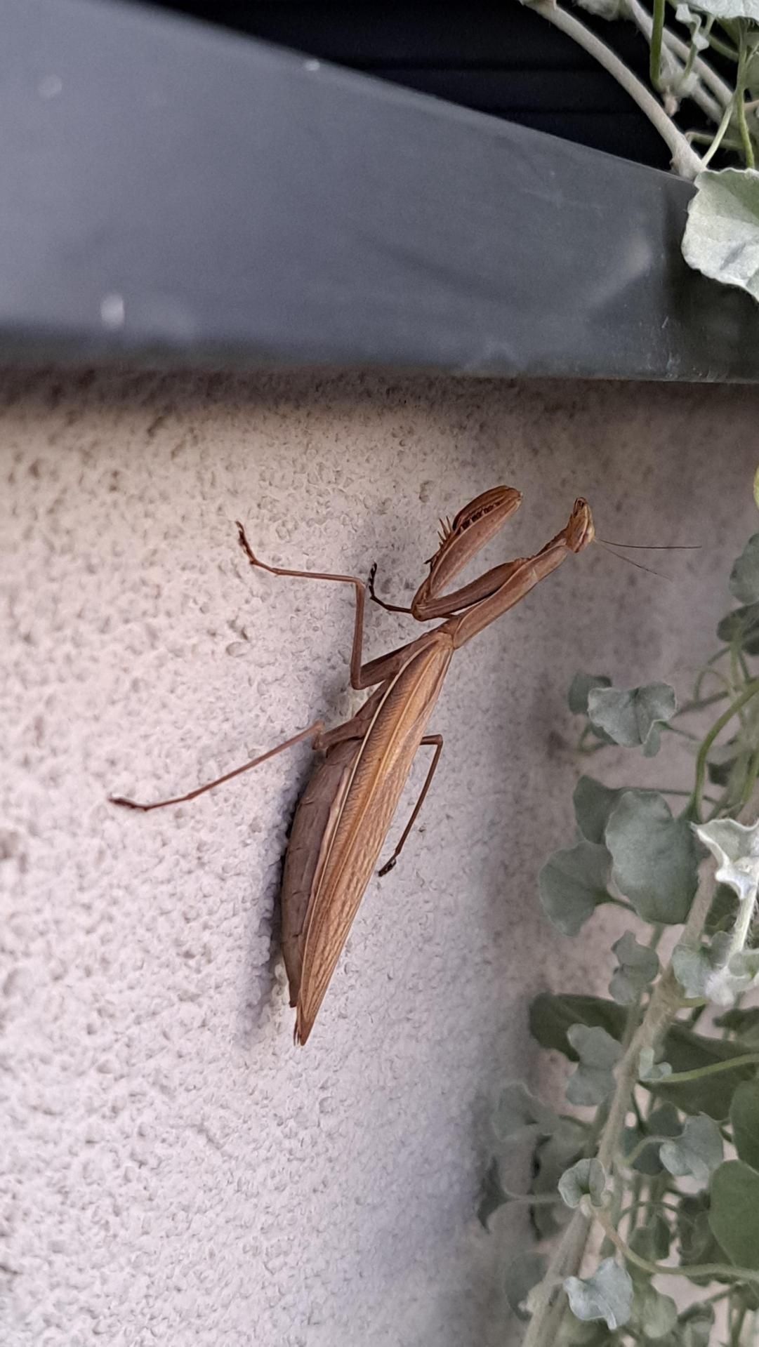 Egy vagyont ér az a sáskatömeg, amit olvasóink lefotóztak