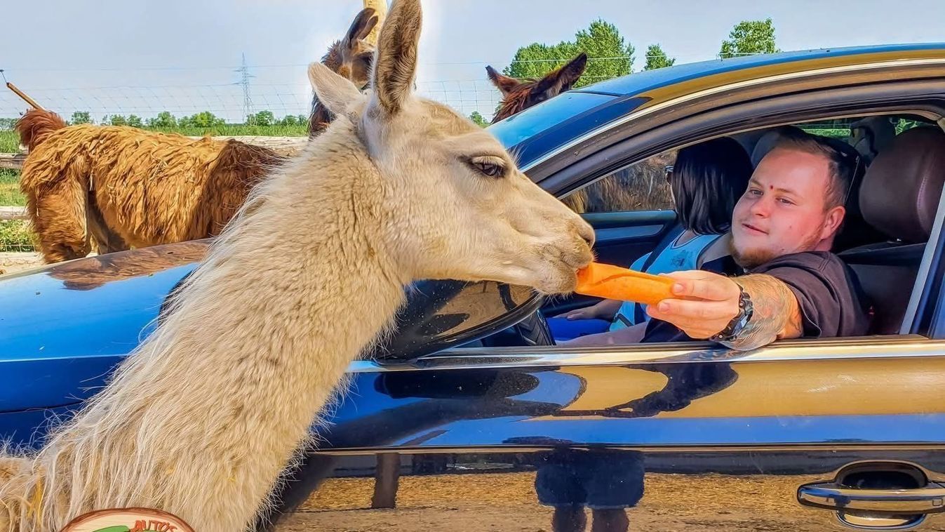 Már 150 ezren felfedezték a Pusztaottlakai Autós Safari Parkot