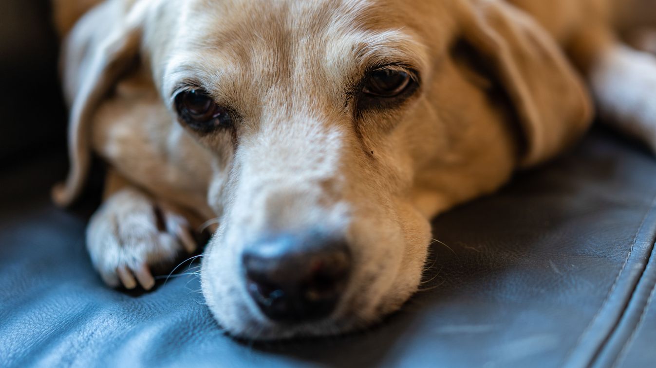 Kennelköhögéses életveszélyes járvány terjed a kutyák között