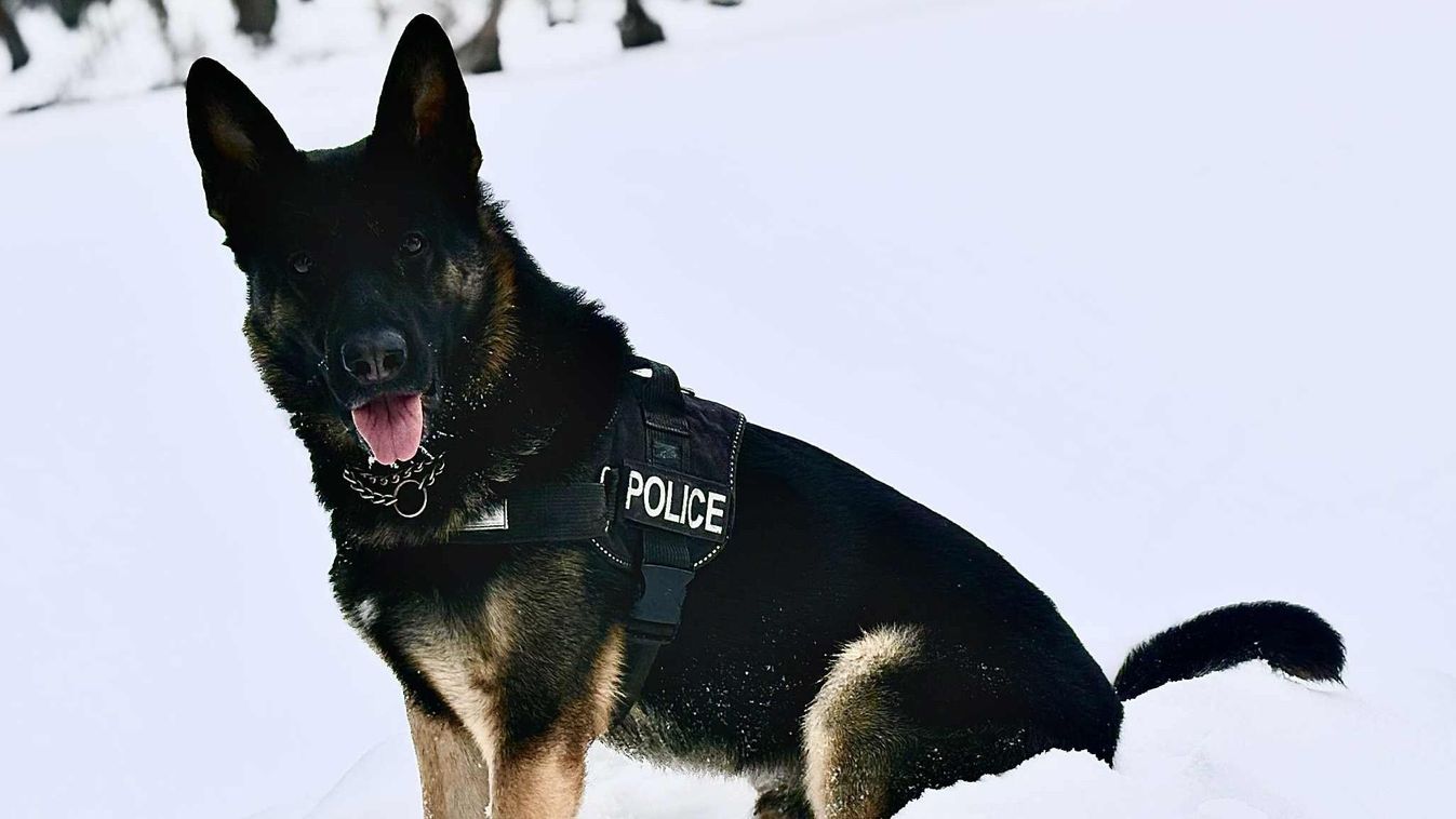 Páldát mutat Cody, a Szarvasi Rendőrkapitányság kutyája