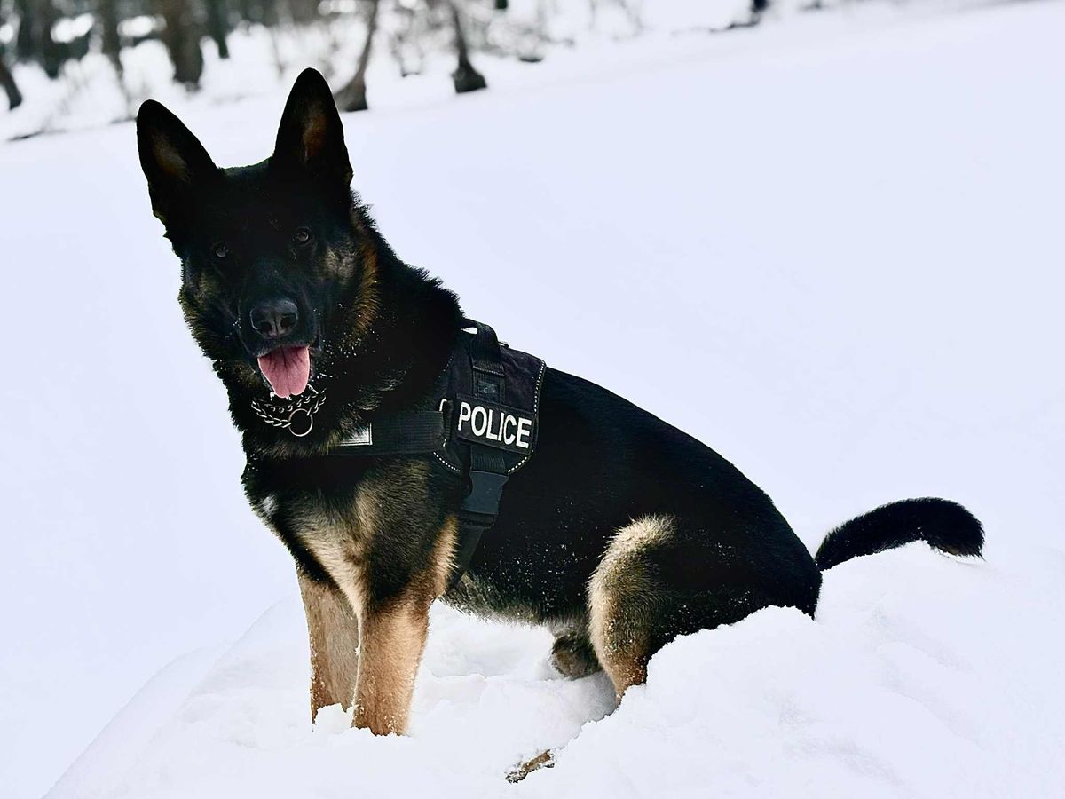 Páldát mutat Cody, a Szarvasi Rendőrkapitányság kutyája