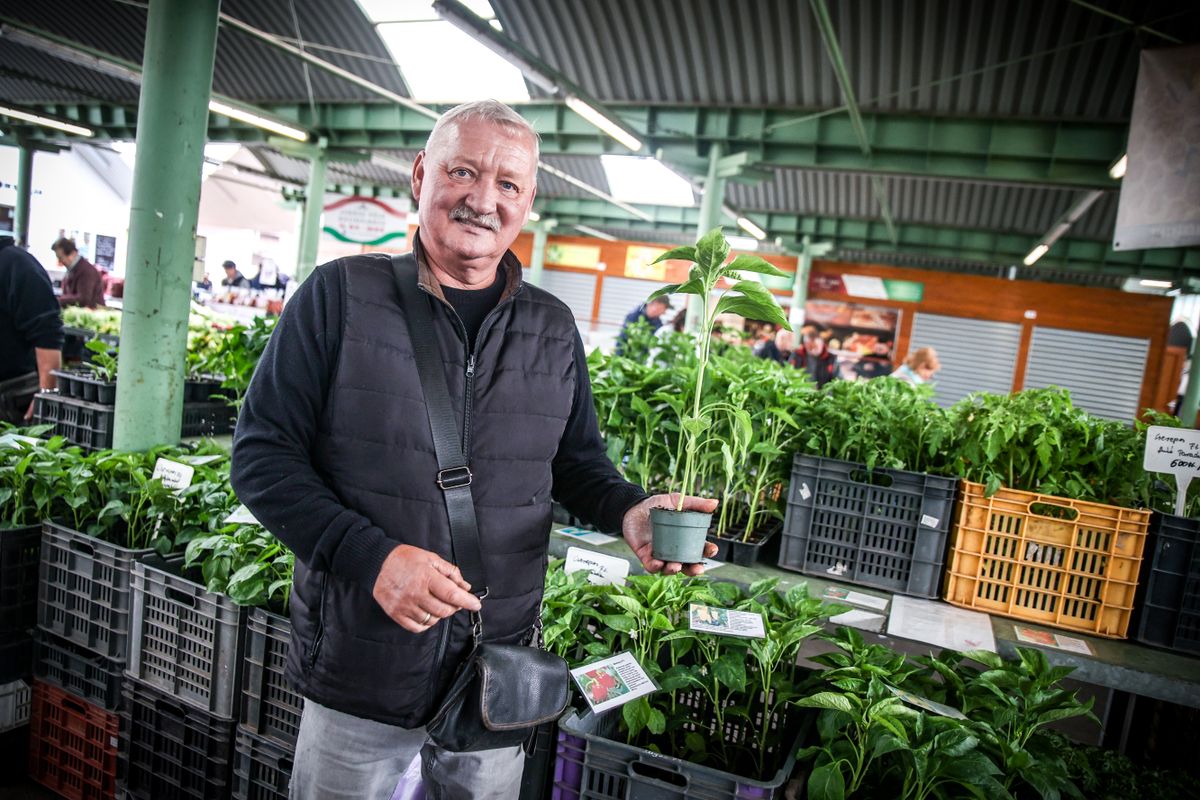 Sok minden itt eldől: megfelelő palánta kell a bő terméshez